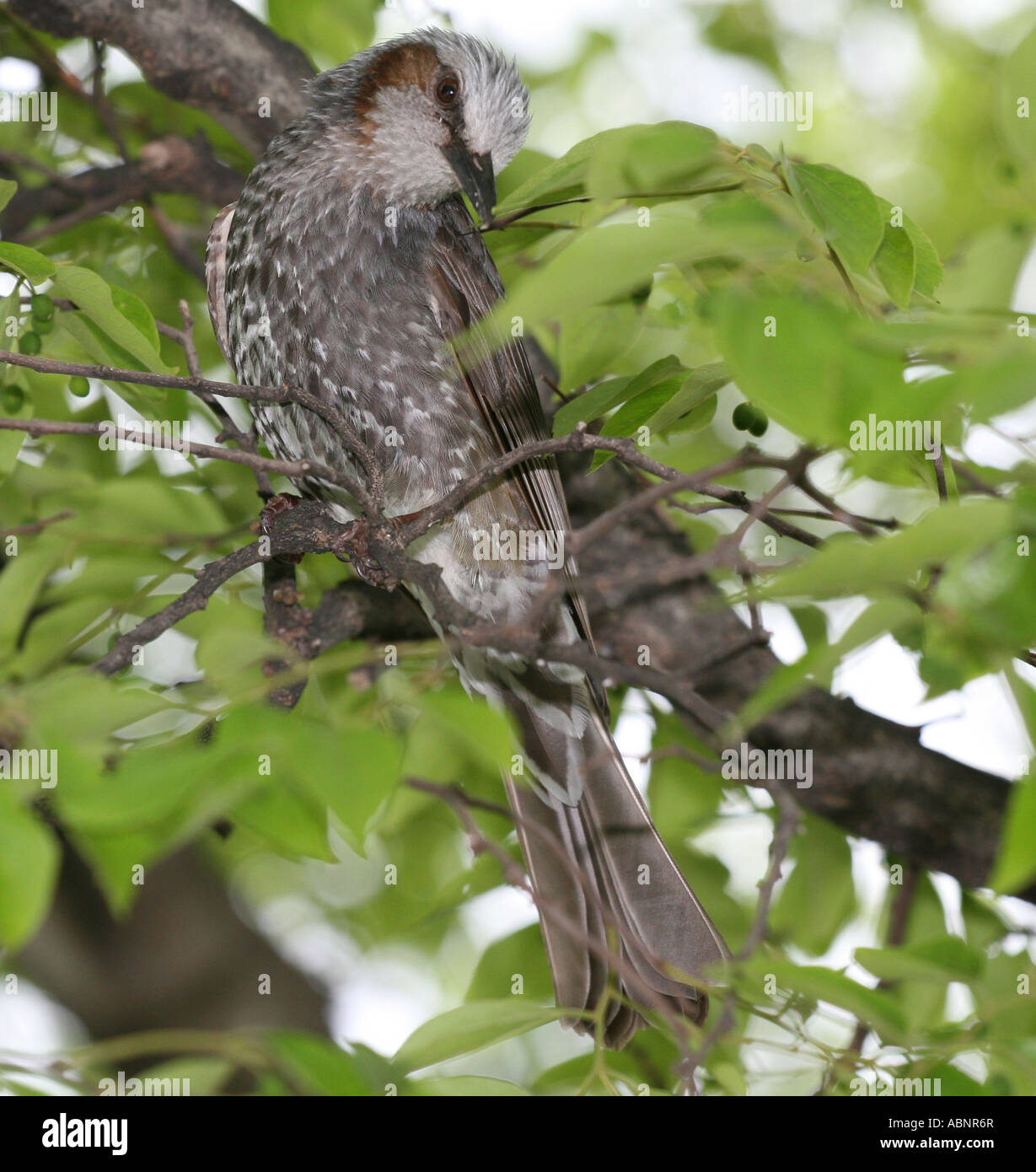bird in the tree Stock Photo - Alamy