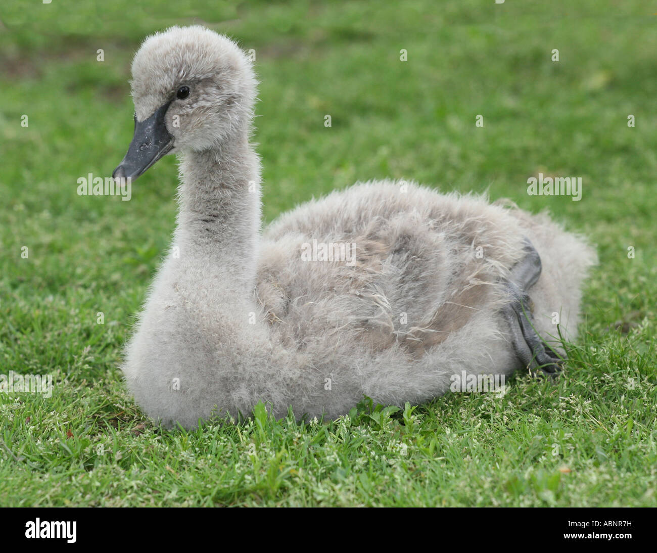 baby bird, bird, nature, wildlife, lake, water, swim Stock Photo - Alamy