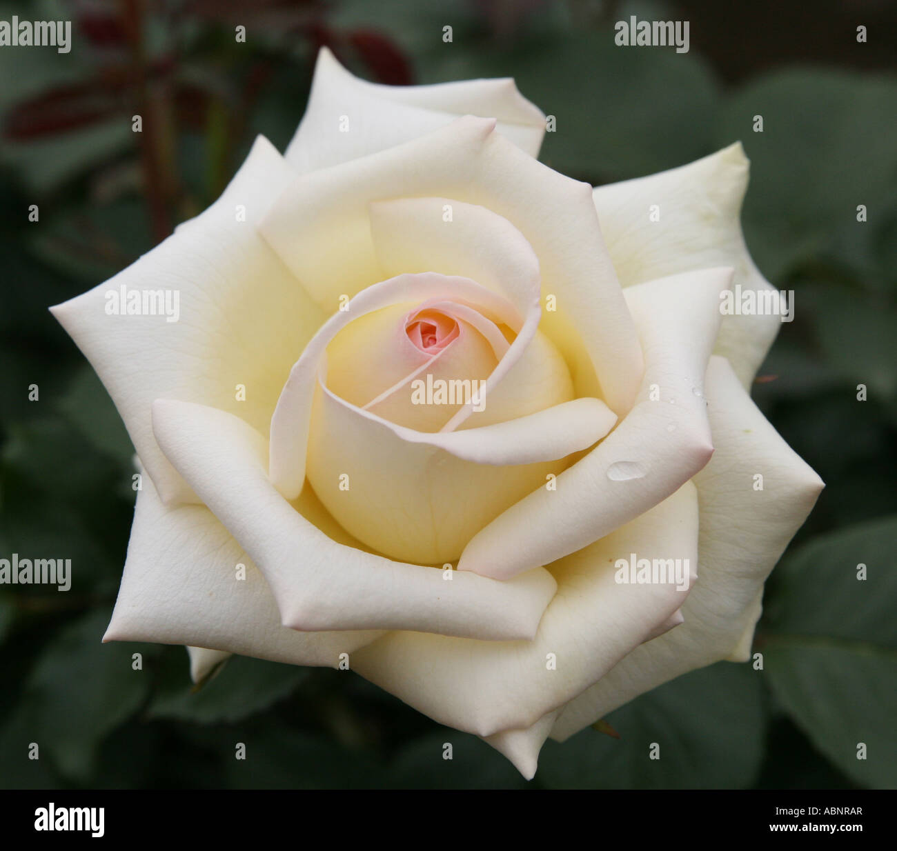 white rose, flower garden, park, water Stock Photo - Alamy