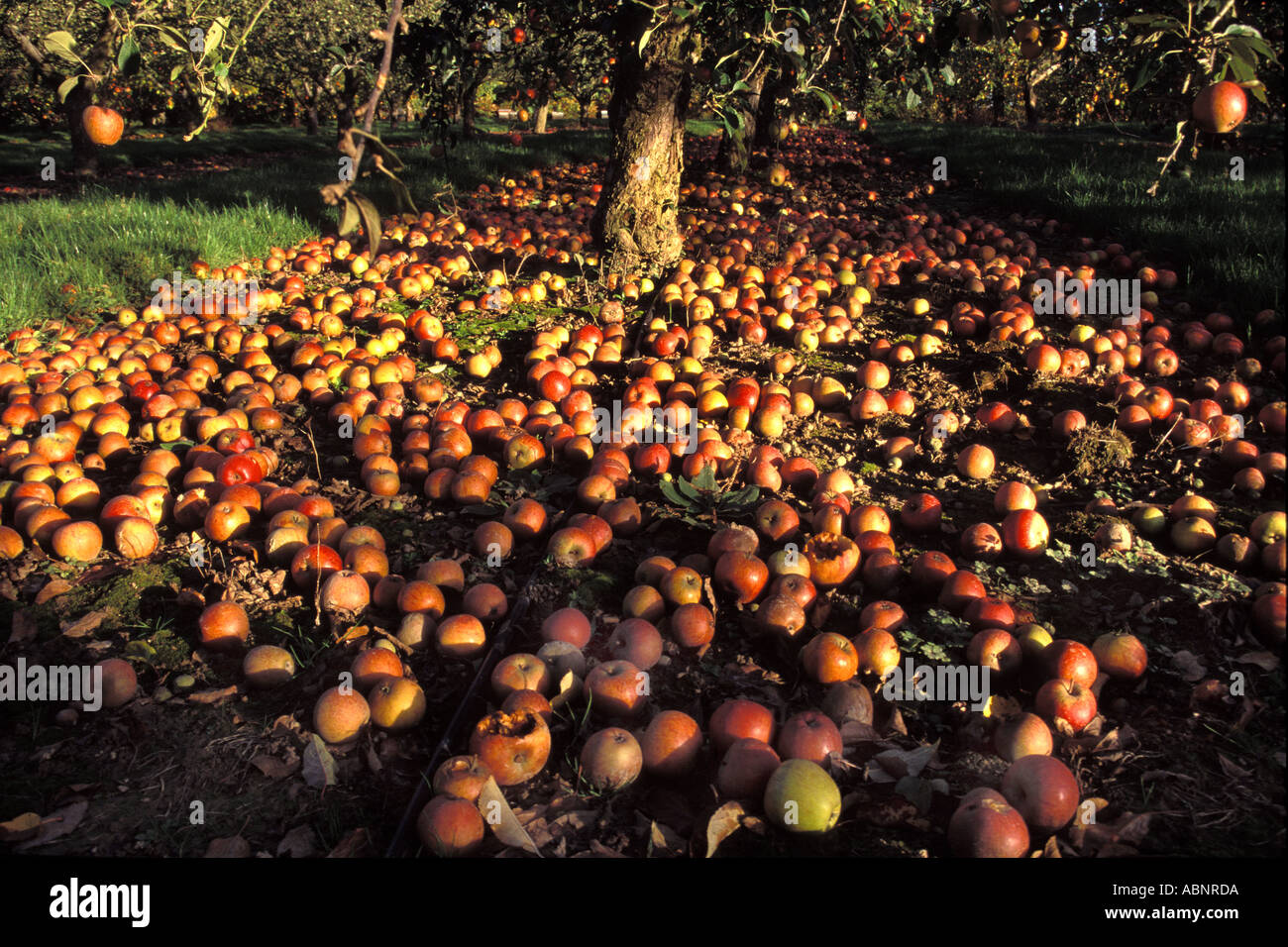 Apples left to rot hi-res stock photography and images - Alamy