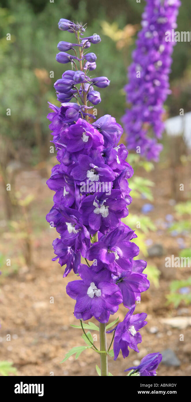 purple flower, red, flower, plant, nature, beauty Stock Photo - Alamy