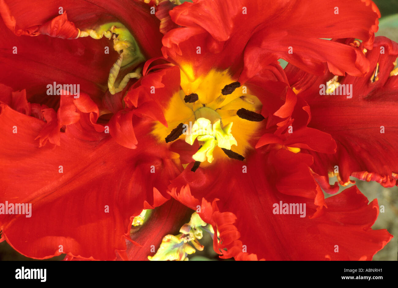 Tulipa rococo hi-res stock photography and images - Alamy