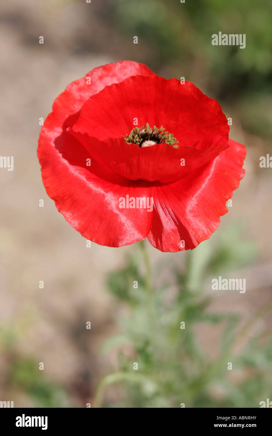 Pruple sky hi-res stock photography and images - Alamy