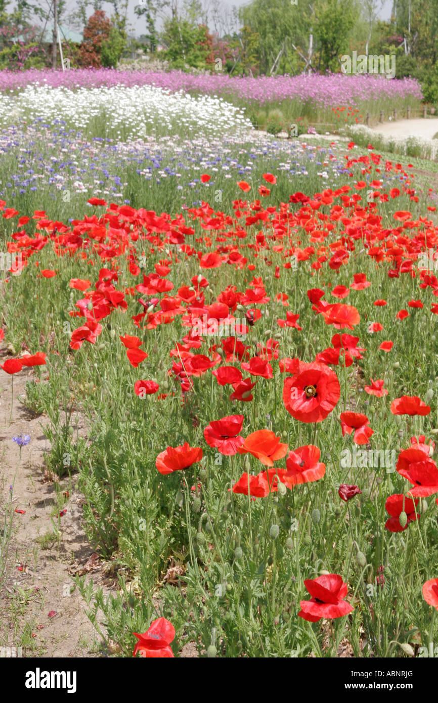 poppy, flower garden Stock Photo - Alamy