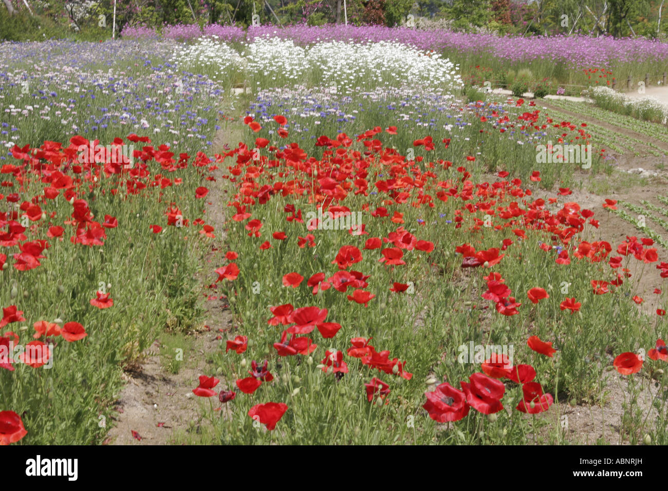 poppy, flower garden Stock Photo - Alamy