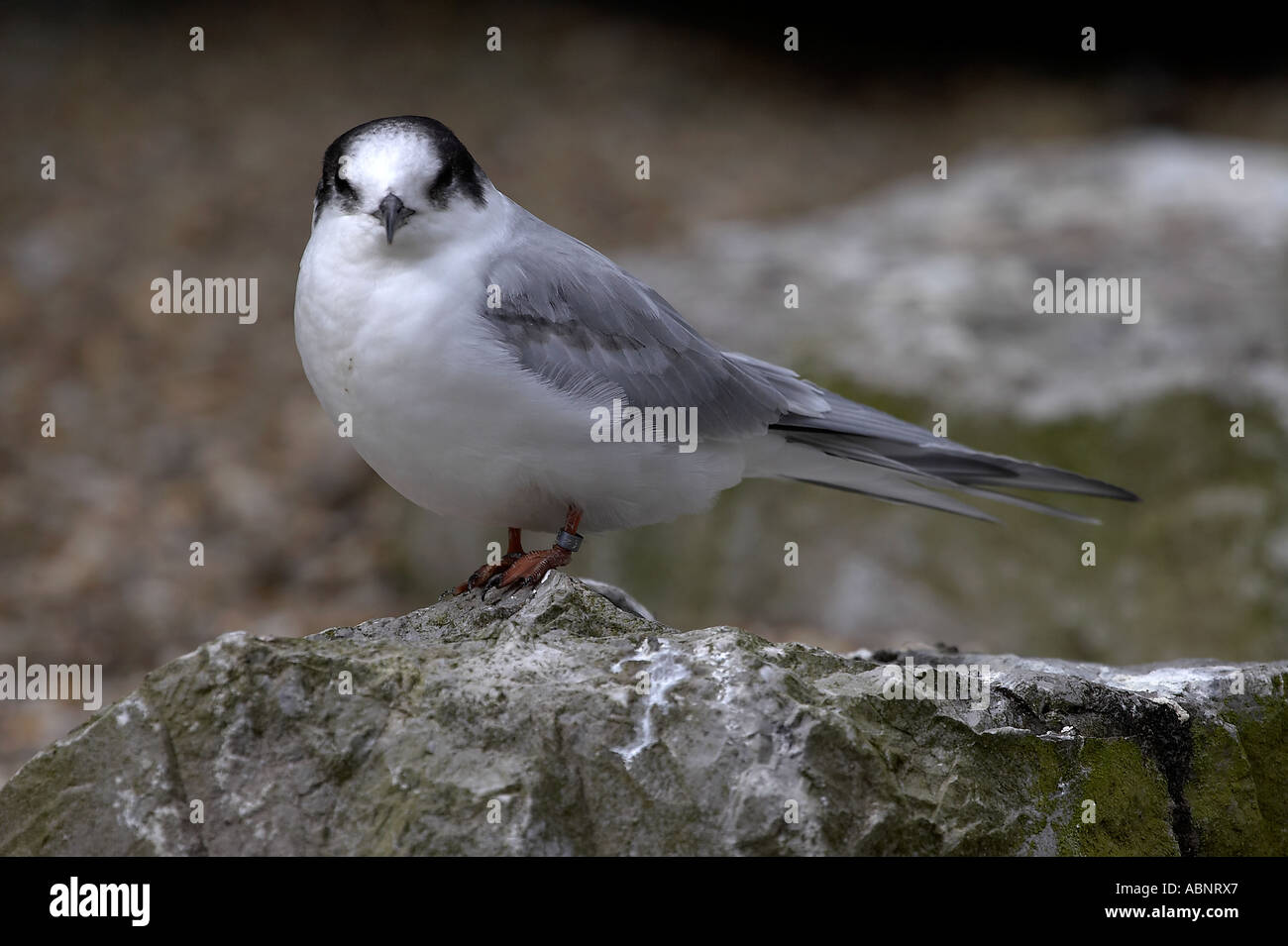 Common Tern in adult Winter plumage Stock Photo - Alamy