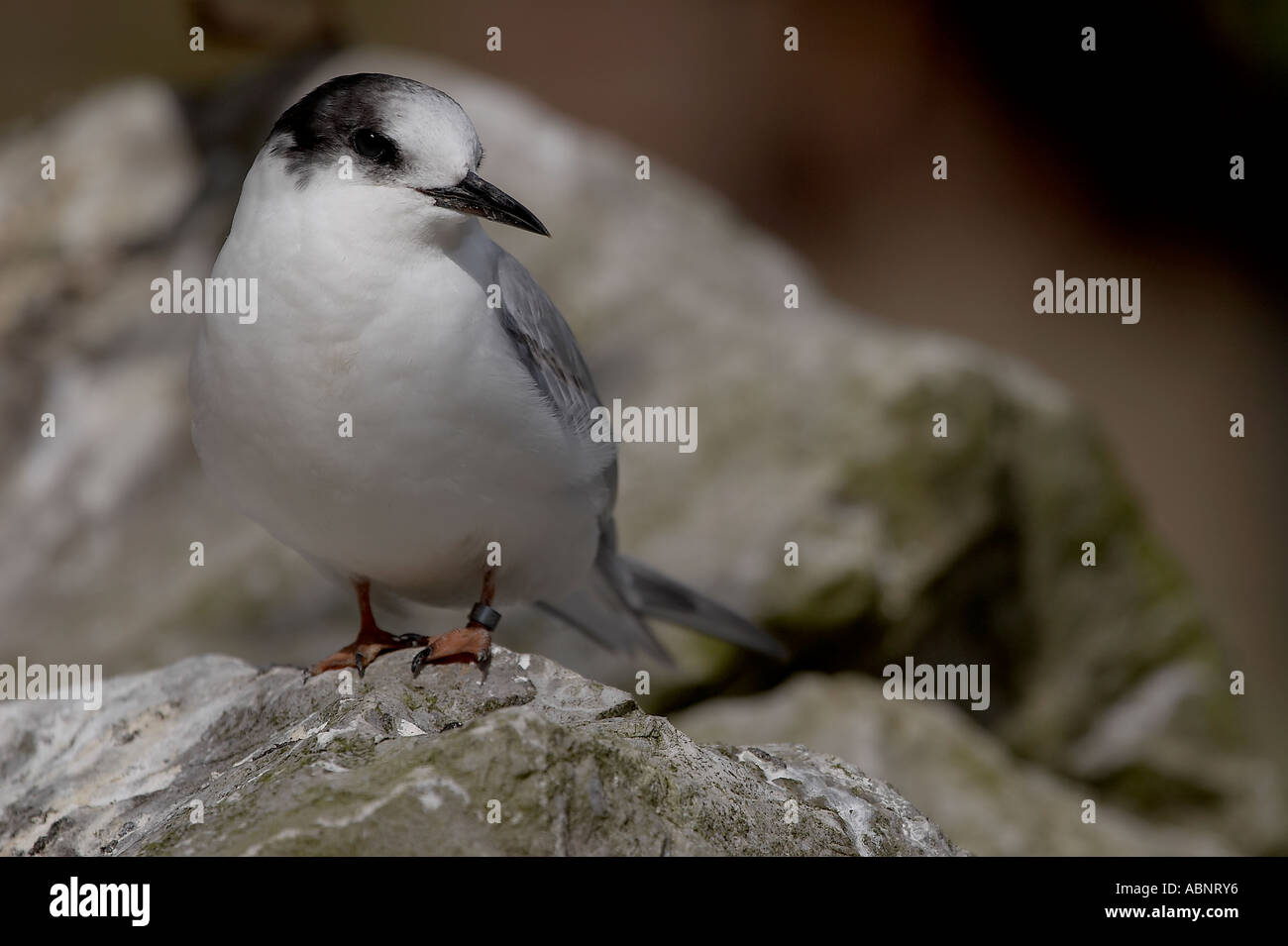 Common Tern in adult Winter plumage Stock Photo - Alamy