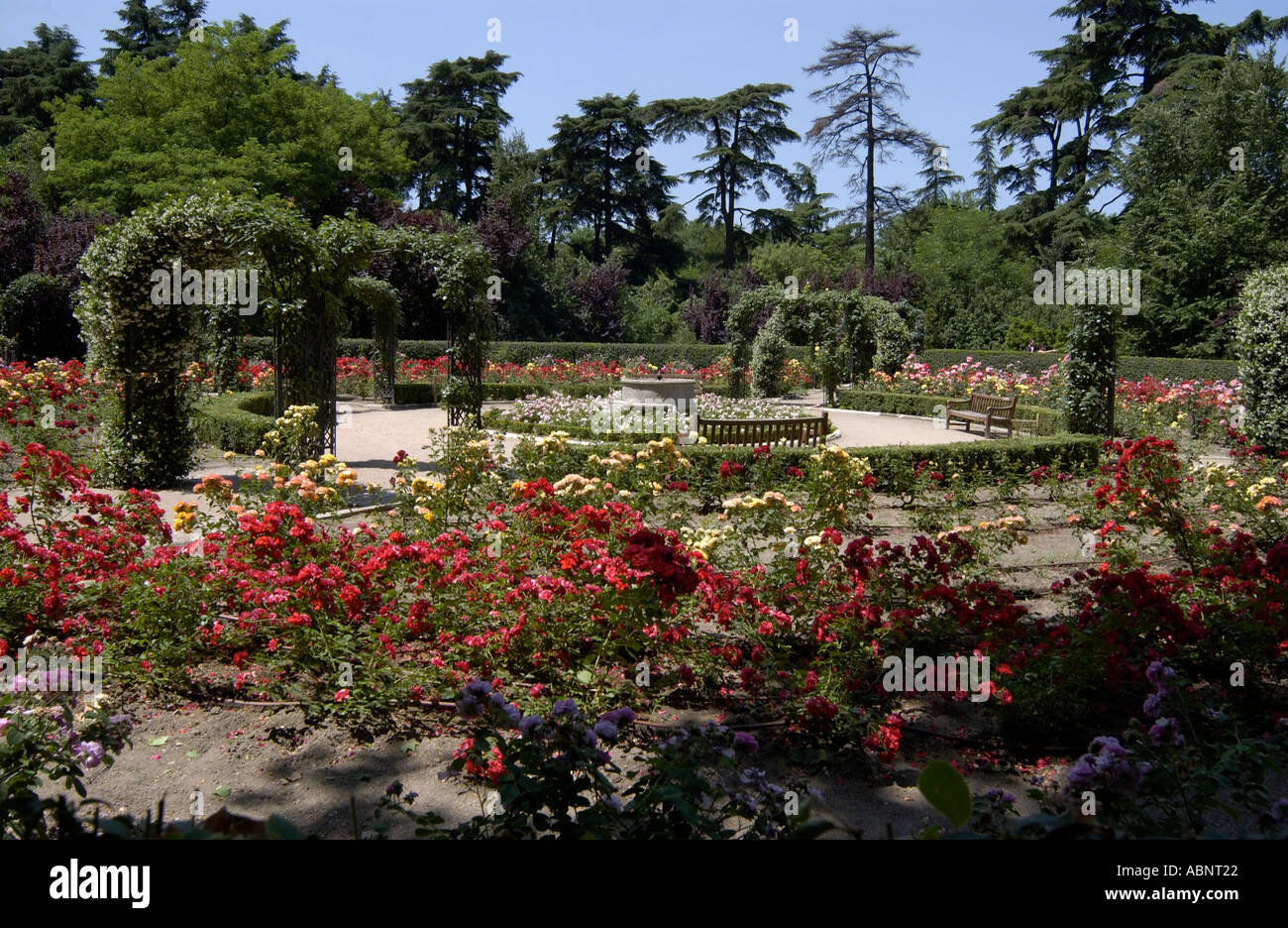 Roses in the Jardines del campo del Moro Madrid Spain Stock Photo - Alamy