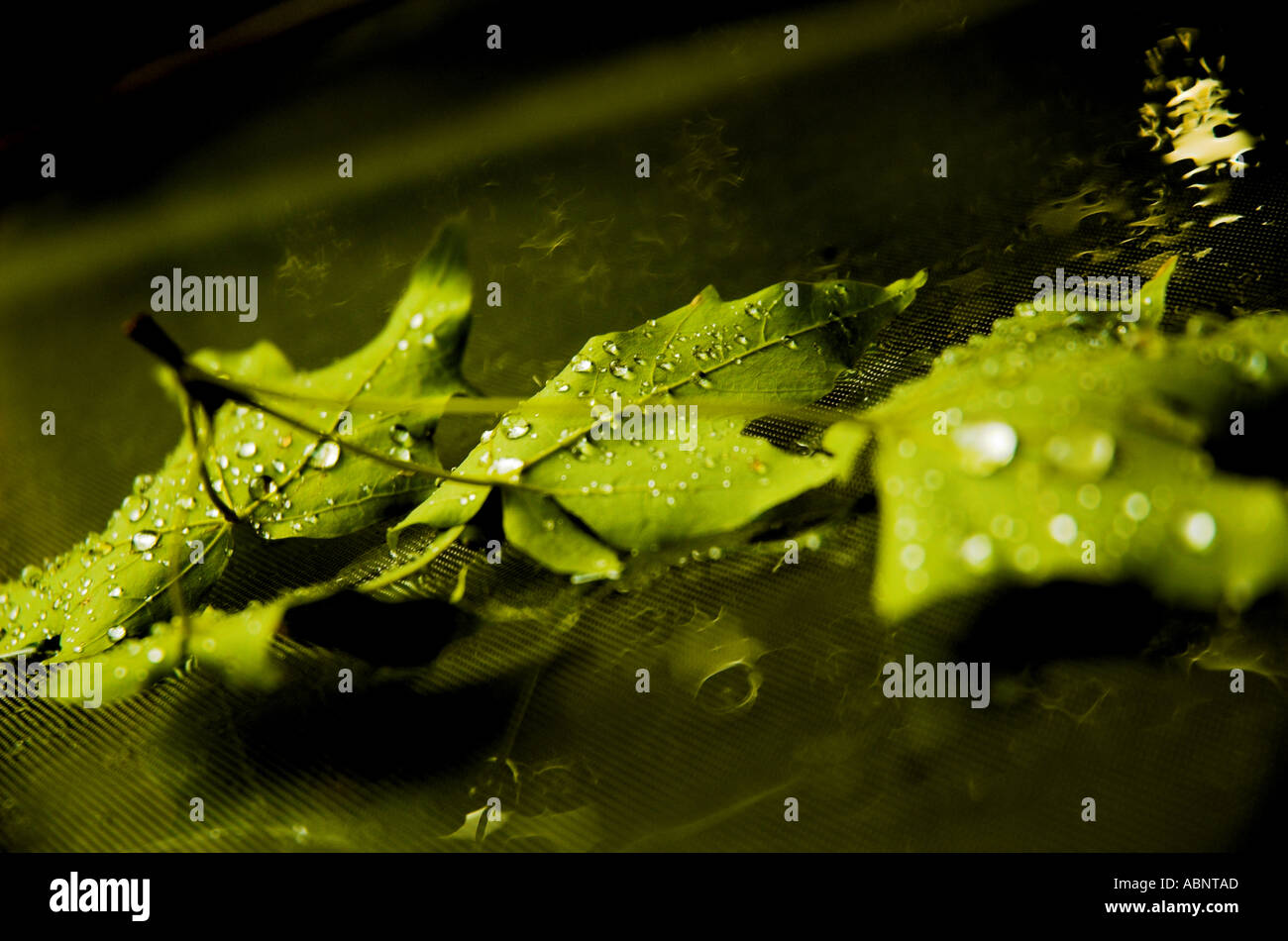 Creative leaves with a reflection in colour Stock Photo - Alamy