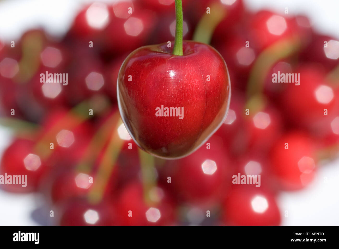 Close up of a red cherry hanging over Kentish cherries on platter Stock ...