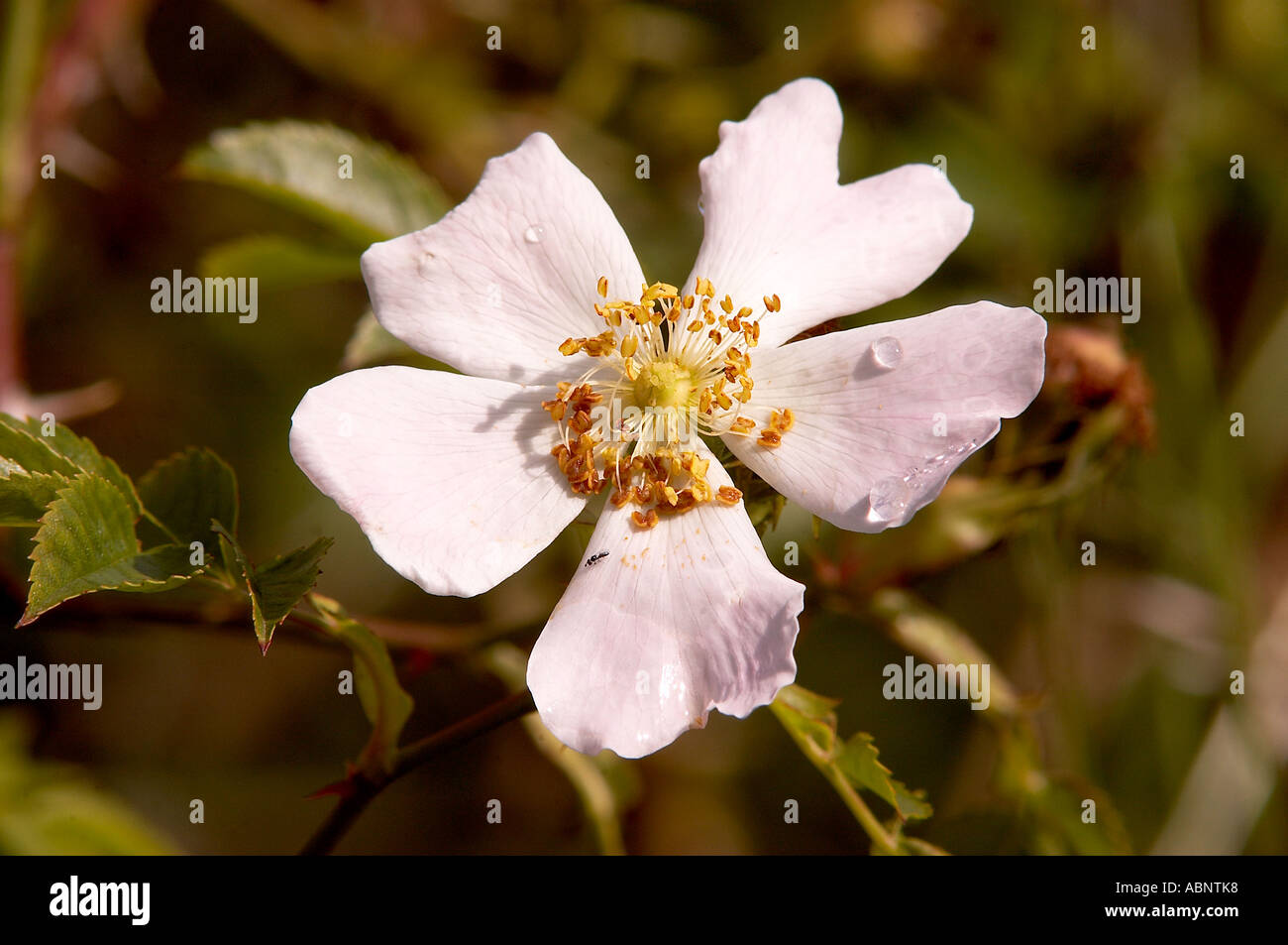 Field rose rosa arvensis hi-res stock photography and images - Alamy