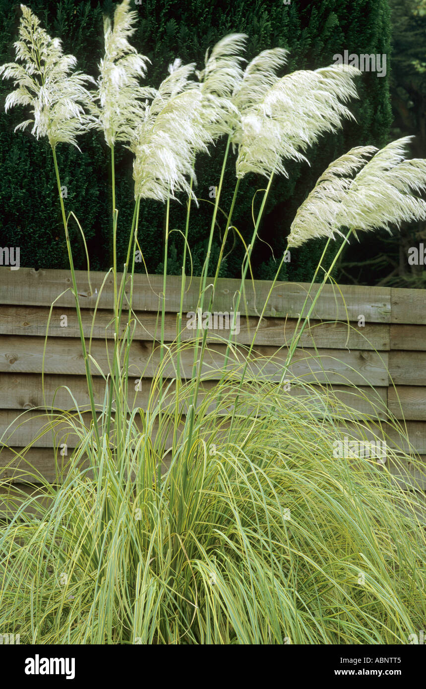 Cortaderia selloana 'Aureolineata' Stock Photo - Alamy