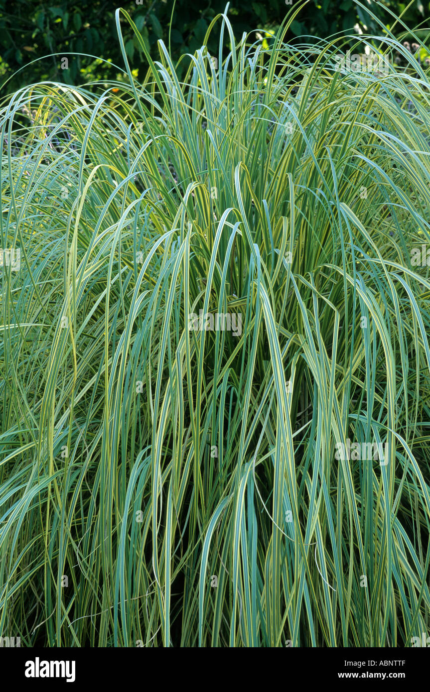 Cortaderia selloana aureolineata grass aureolineata hi-res stock ...