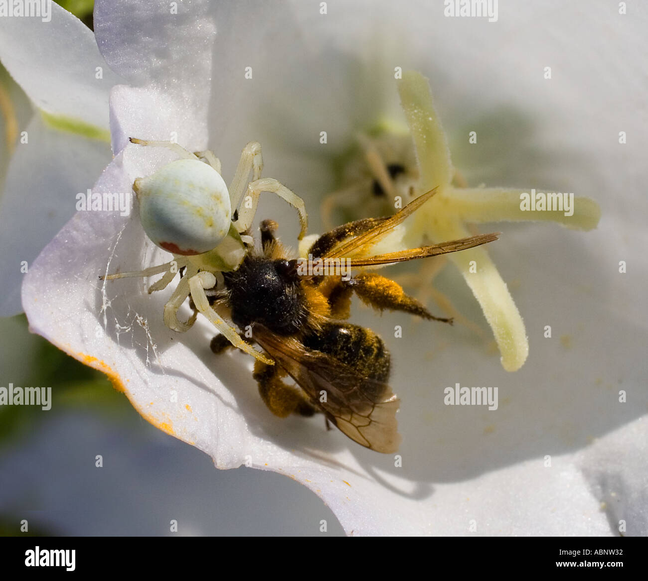 Spider kills bee hi-res stock photography and images - Alamy