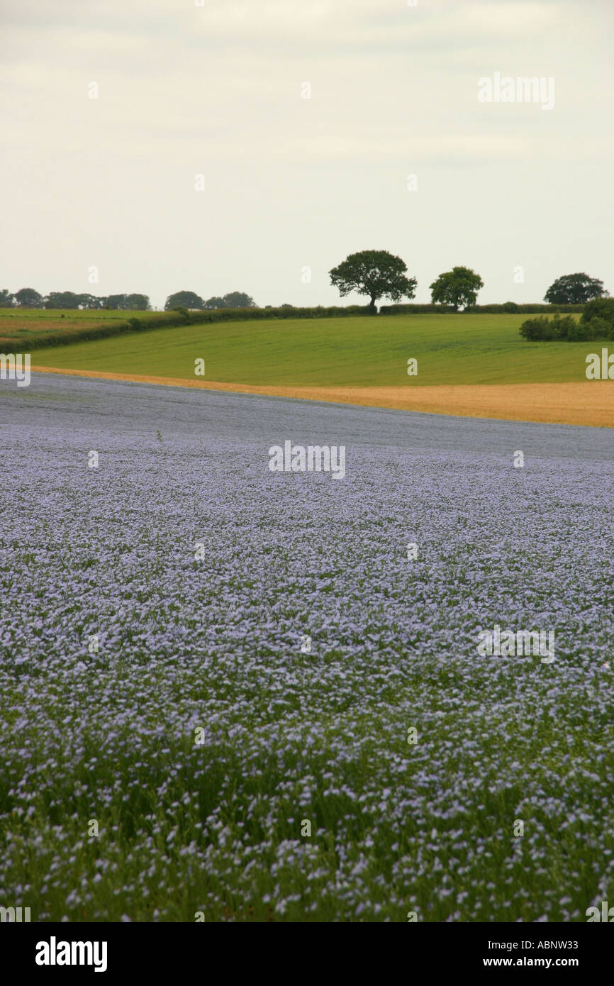 Flax farm england hi-res stock photography and images - Alamy