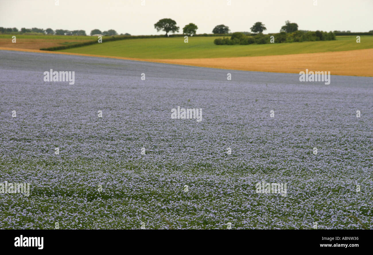 Flax farm england hi-res stock photography and images - Alamy