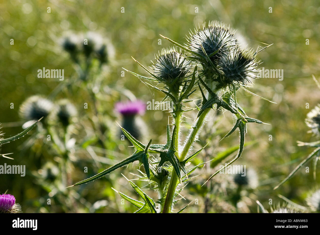 English thistle hi-res stock photography and images - Alamy