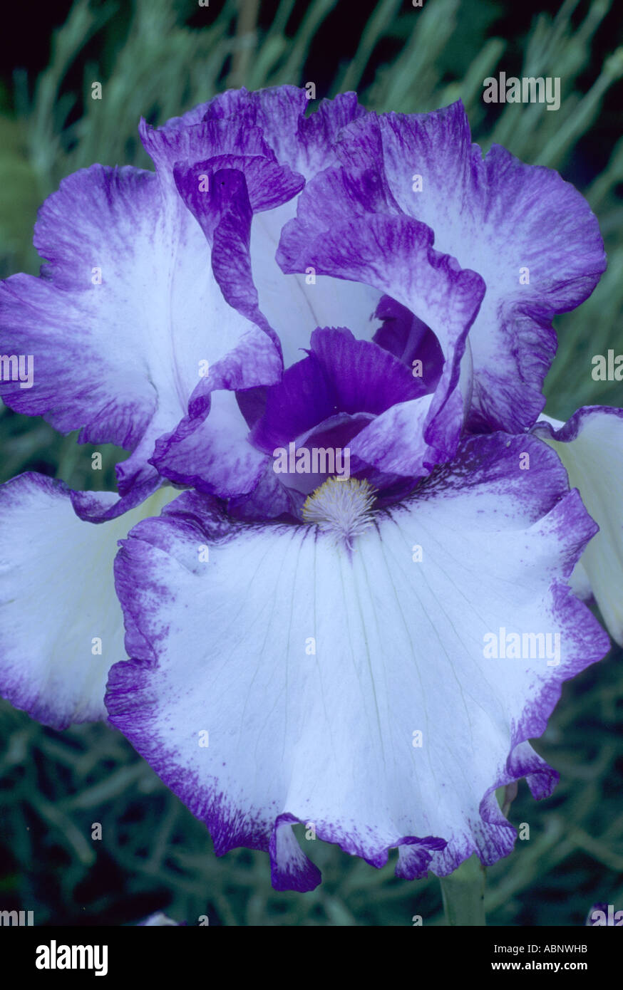 Classic iris hi-res stock photography and images - Alamy