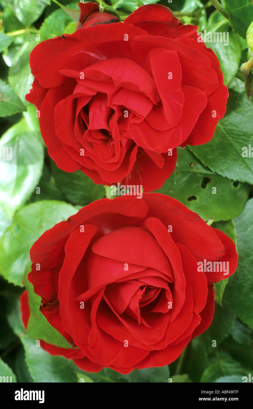 Rose dublin bay hi-res stock photography and images - Alamy