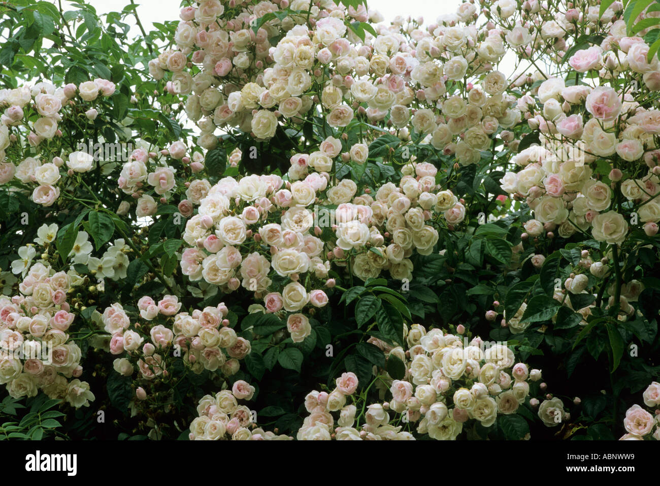 Rose ethel hi-res stock photography and images - Alamy