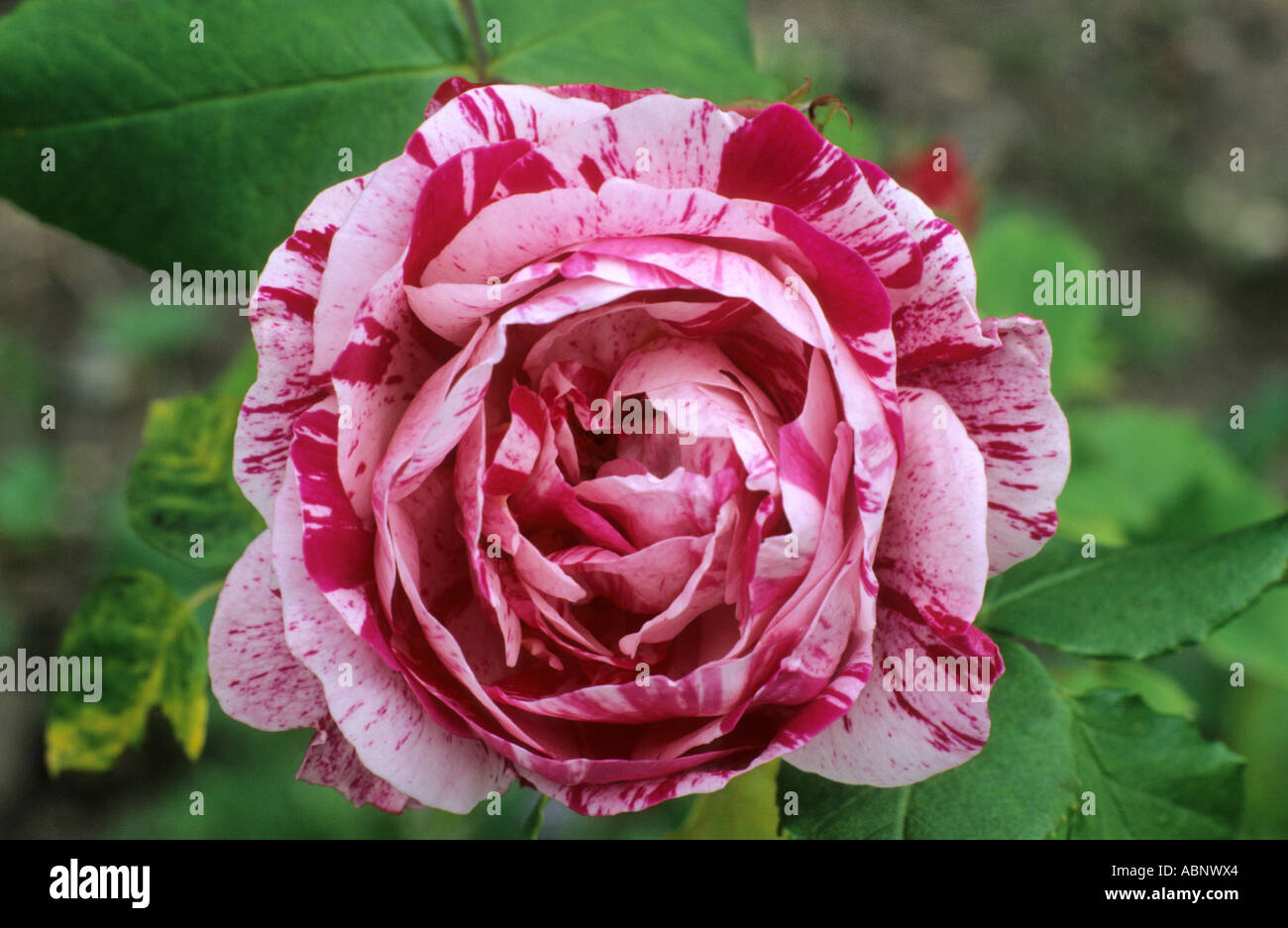 Two tone rose hi-res stock photography and images - Alamy