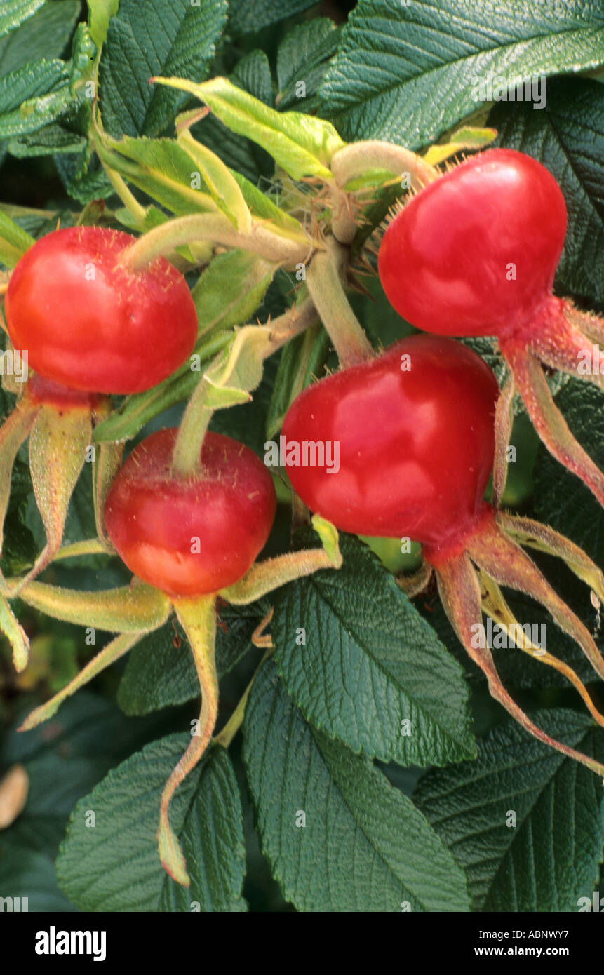 Rosa dagmar hastrup hi-res stock photography and images - Alamy
