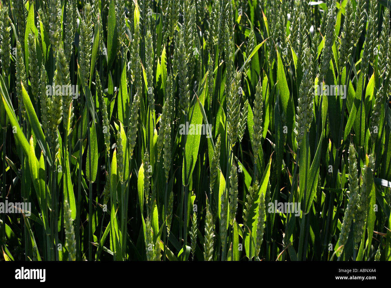 Wheat growing on the Yorkshire Wolds UK Stock Photo - Alamy