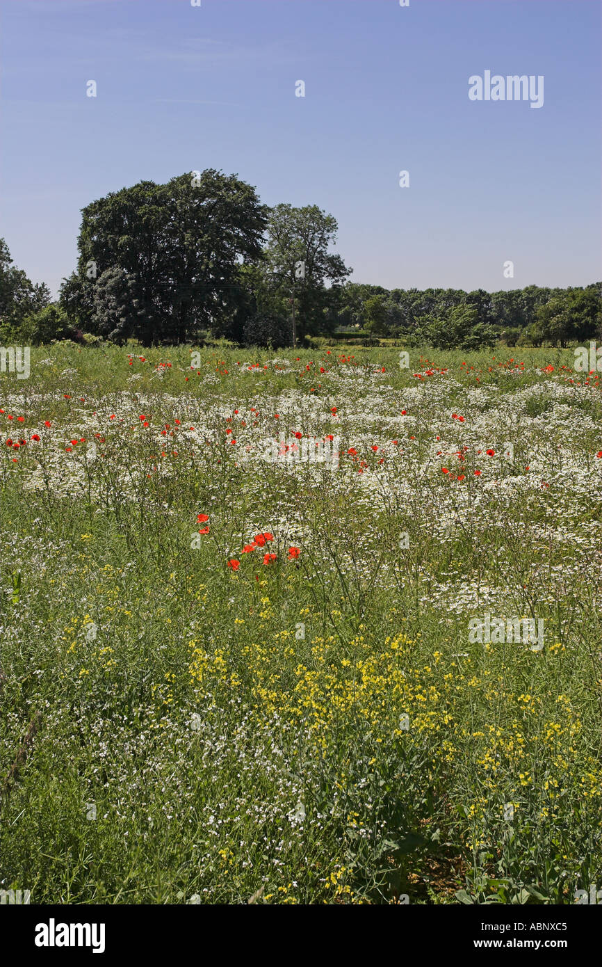 Yorkshire poppy hi-res stock photography and images - Alamy