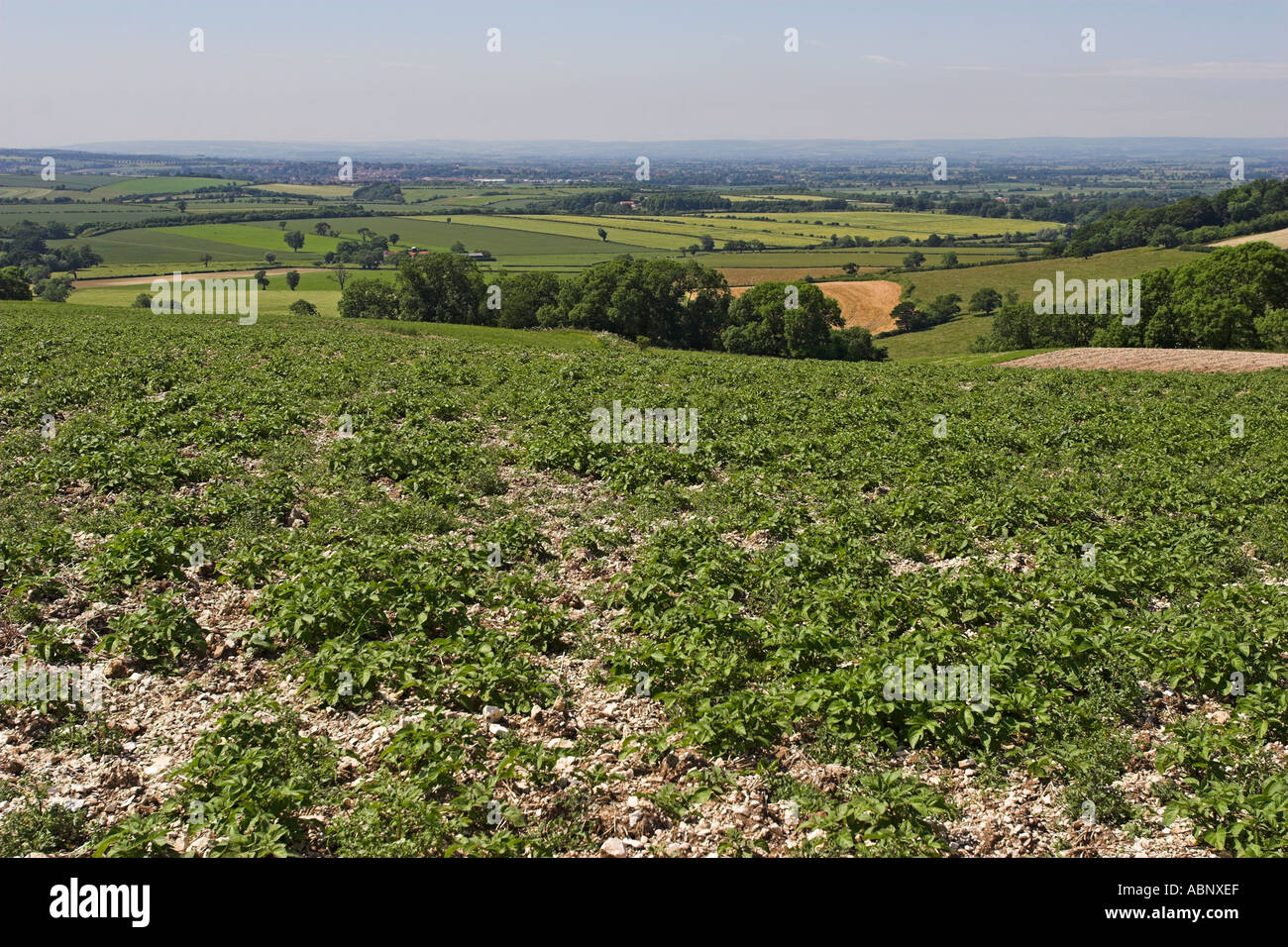 Potato crop on chalk soil hi-res stock photography and images - Alamy
