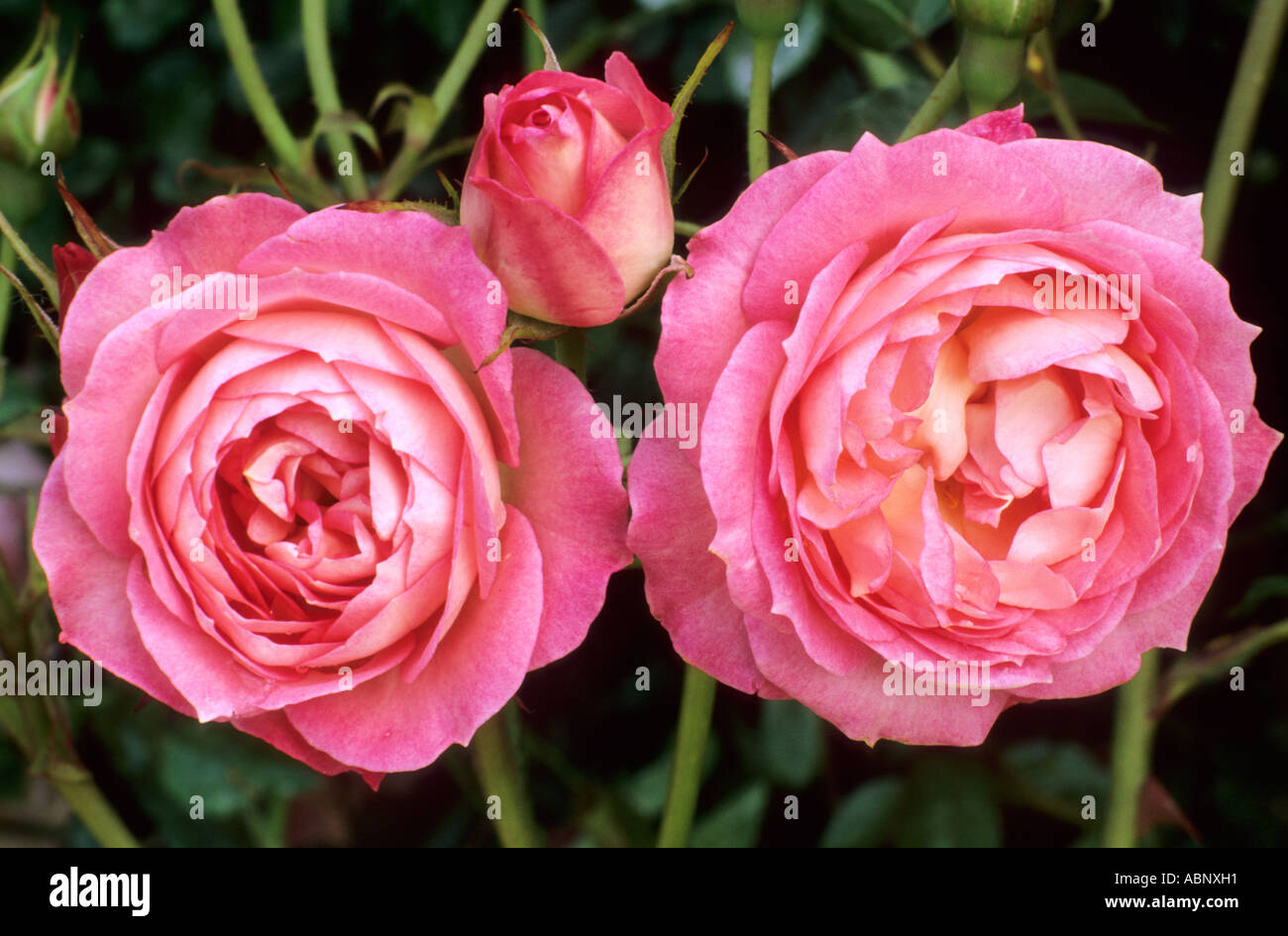 Happy memories rosa hi-res stock photography and images - Alamy