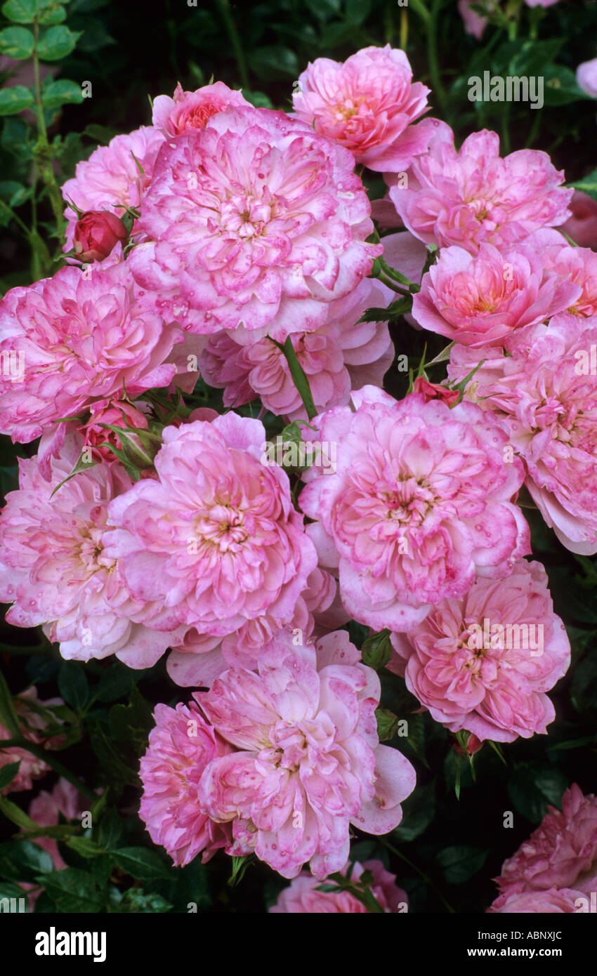 Rosa pink bells hi-res stock photography and images - Alamy