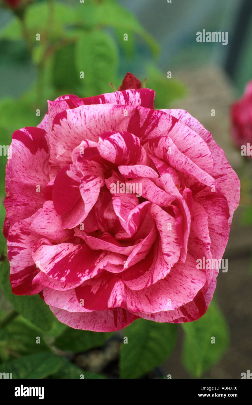 Rosa gallica versicolor rosa mundi hi-res stock photography and images ...