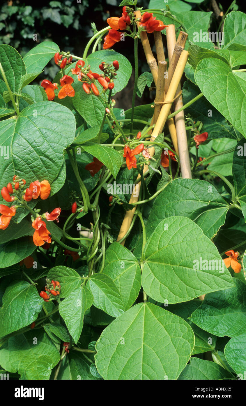 Runner Bean 'Scarlet Emperor', cane support, wigwam Stock Photo - Alamy