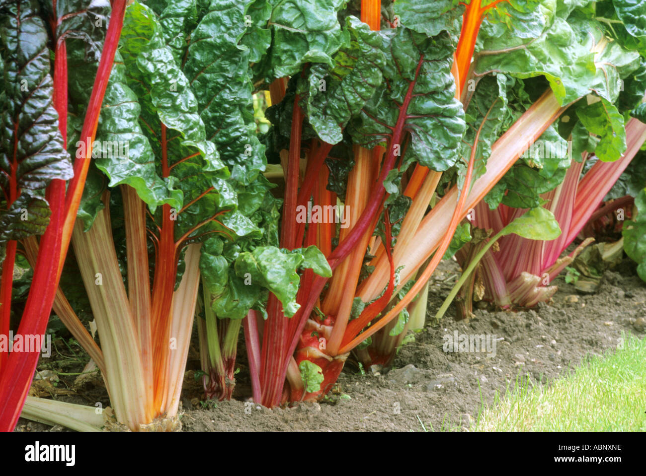 Swiss Chard 'Bright Lights', vegetable, red rhubarb variety varieties ...