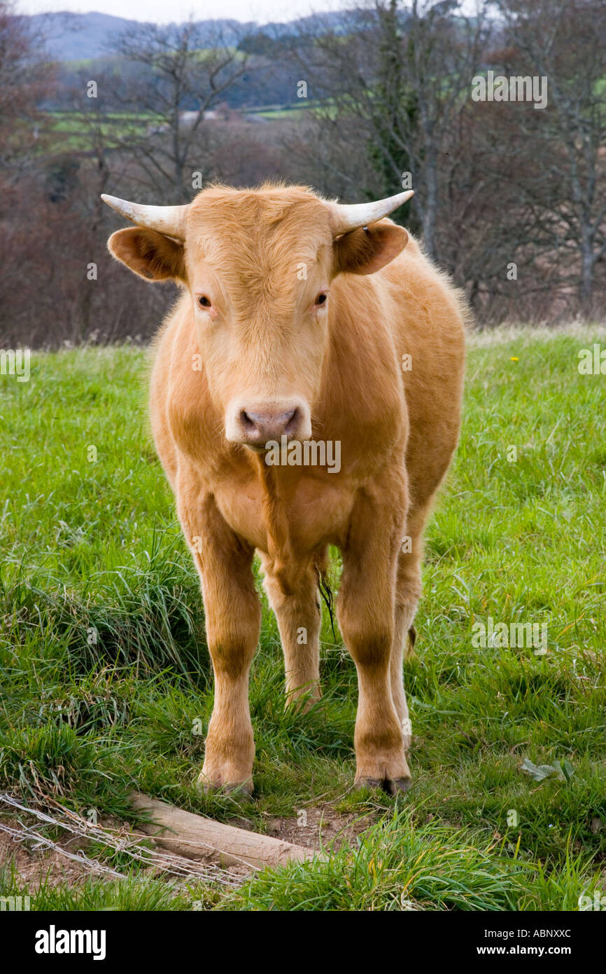 Bullock hi-res stock photography and images - Alamy