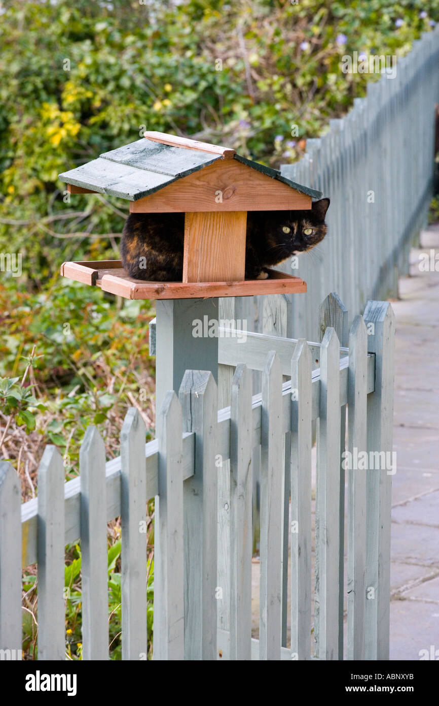 Cat bird table hi-res stock photography and images - Alamy