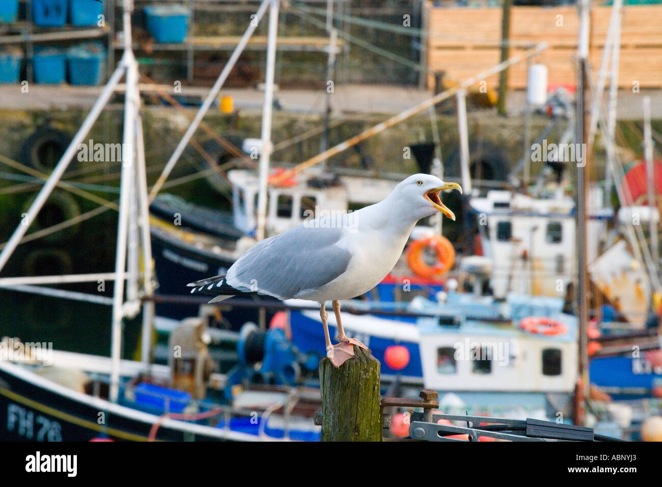 Seagull call hi-res stock photography and images - Alamy