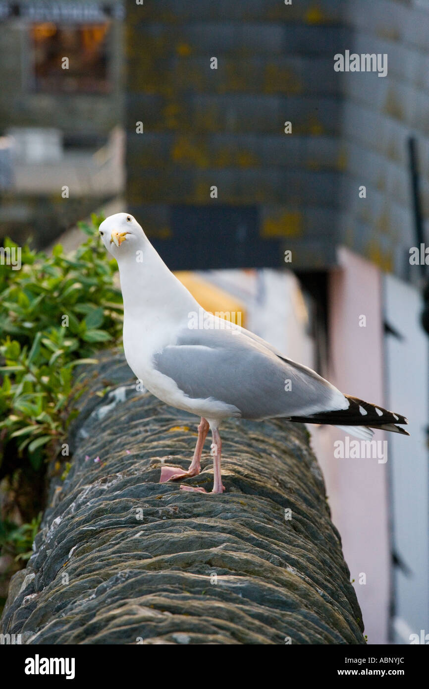 seagull staring while standing on traditional stone wall at polperro ...