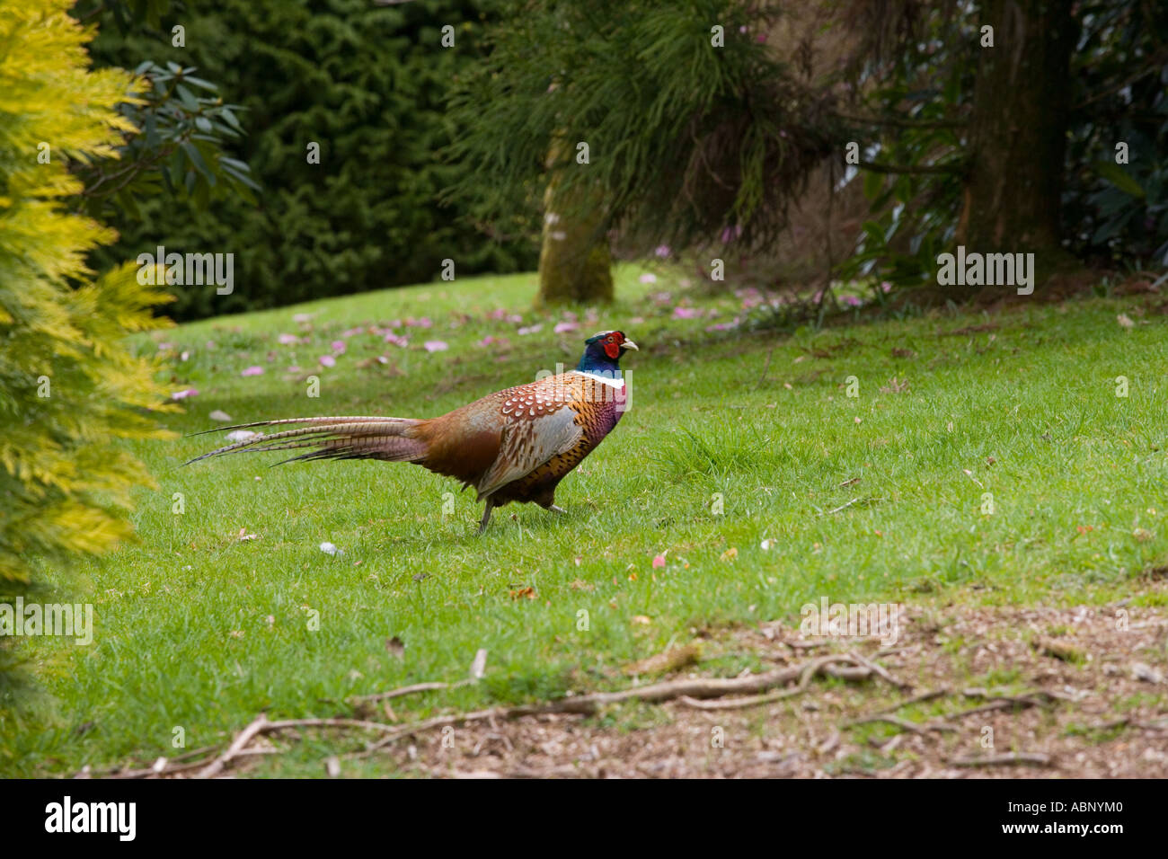 cock pheasant on the run Stock Photo - Alamy