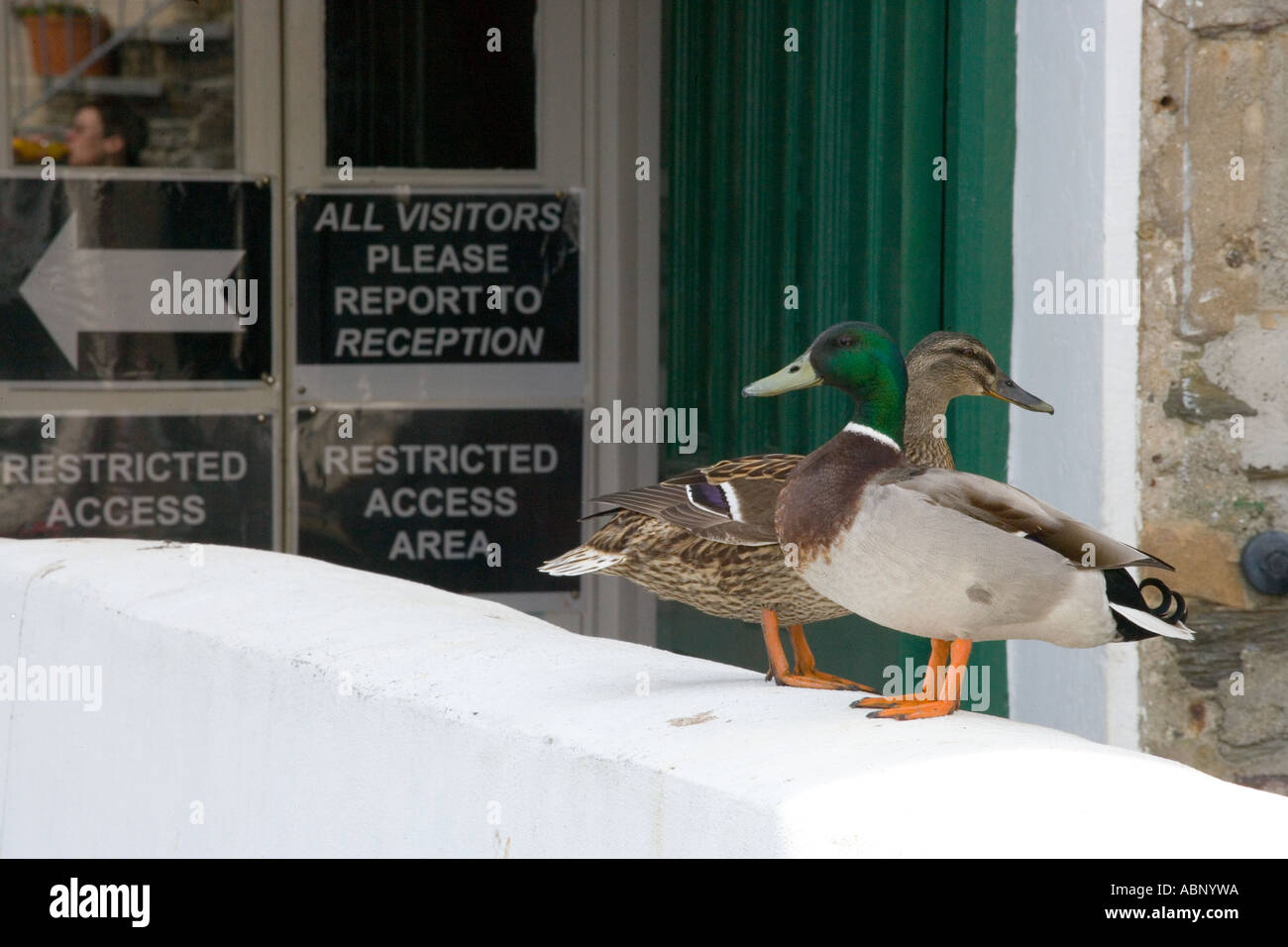 two ducks together wait for access at harbour office Stock Photo - Alamy