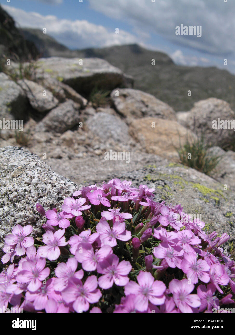 EU Bulgaria Pirin mountain flowers Stock Photo - Alamy