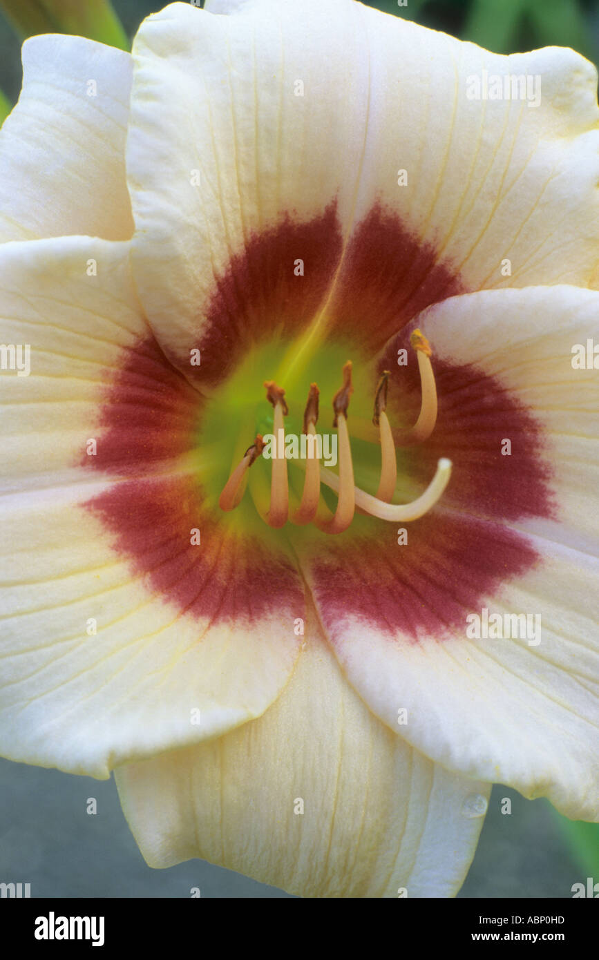 Hemerocallis 'Pandora's Box', Day Lily Stock Photo - Alamy