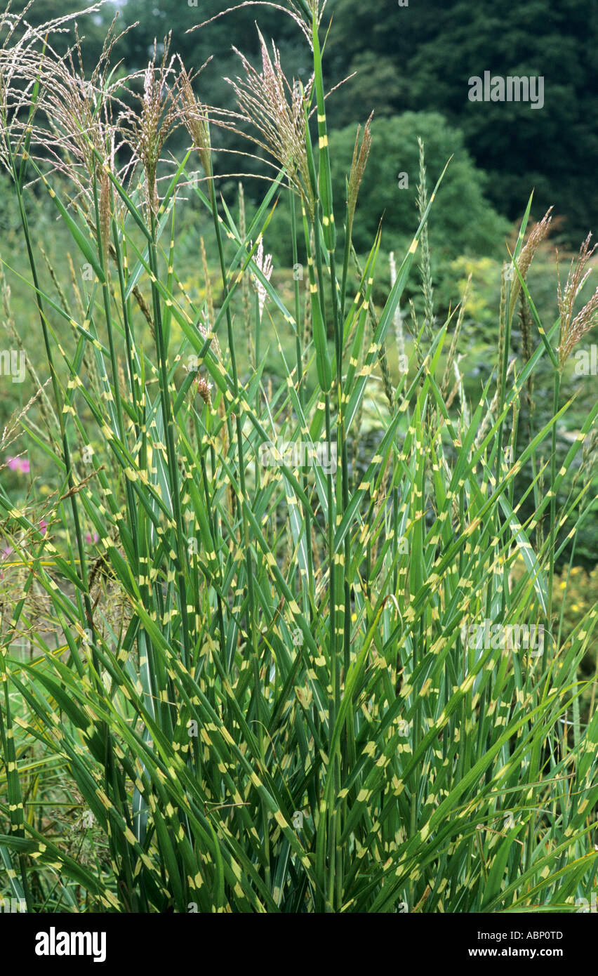 Miscanthus Sinensis Zebrinus