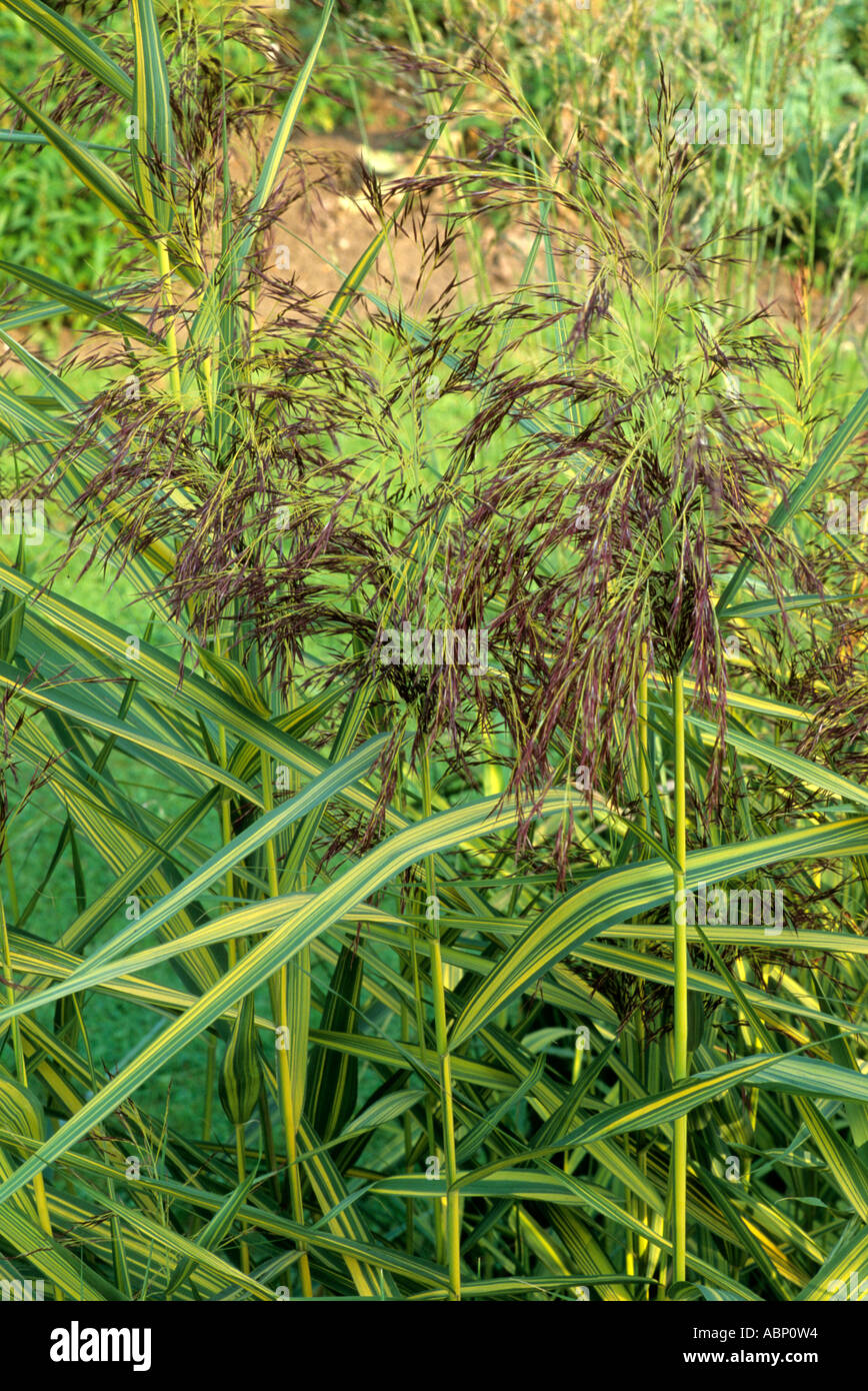 Phragmites australis variegatus hi-res stock photography and images - Alamy