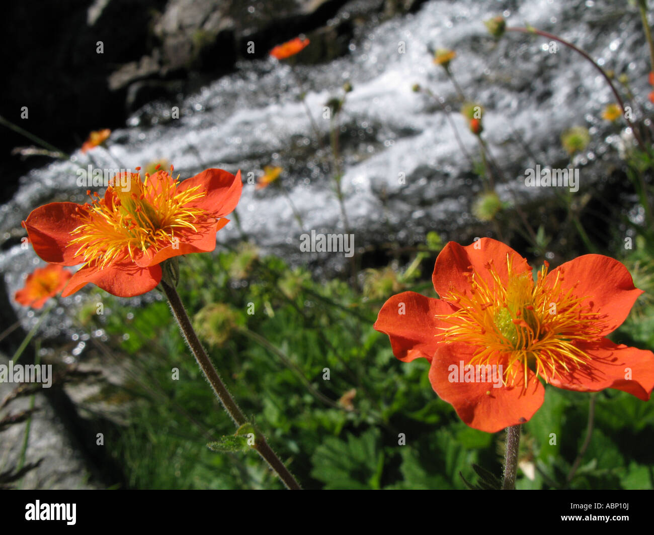 EU Bulgaria Pirin mountain flowers Stock Photo - Alamy
