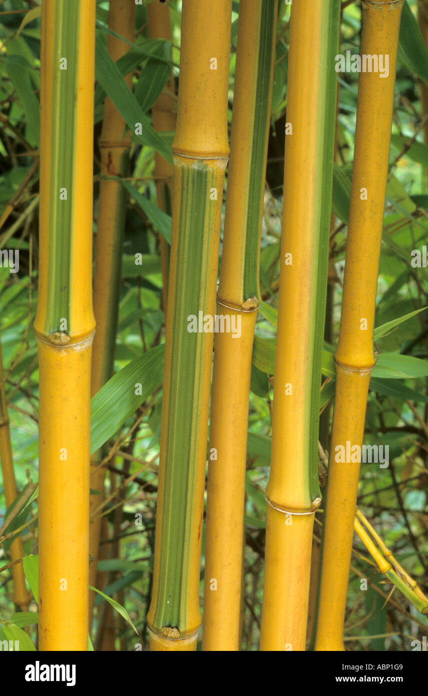 Phyllostachys bambusoides 'Castillonis', green and yellow striped ...