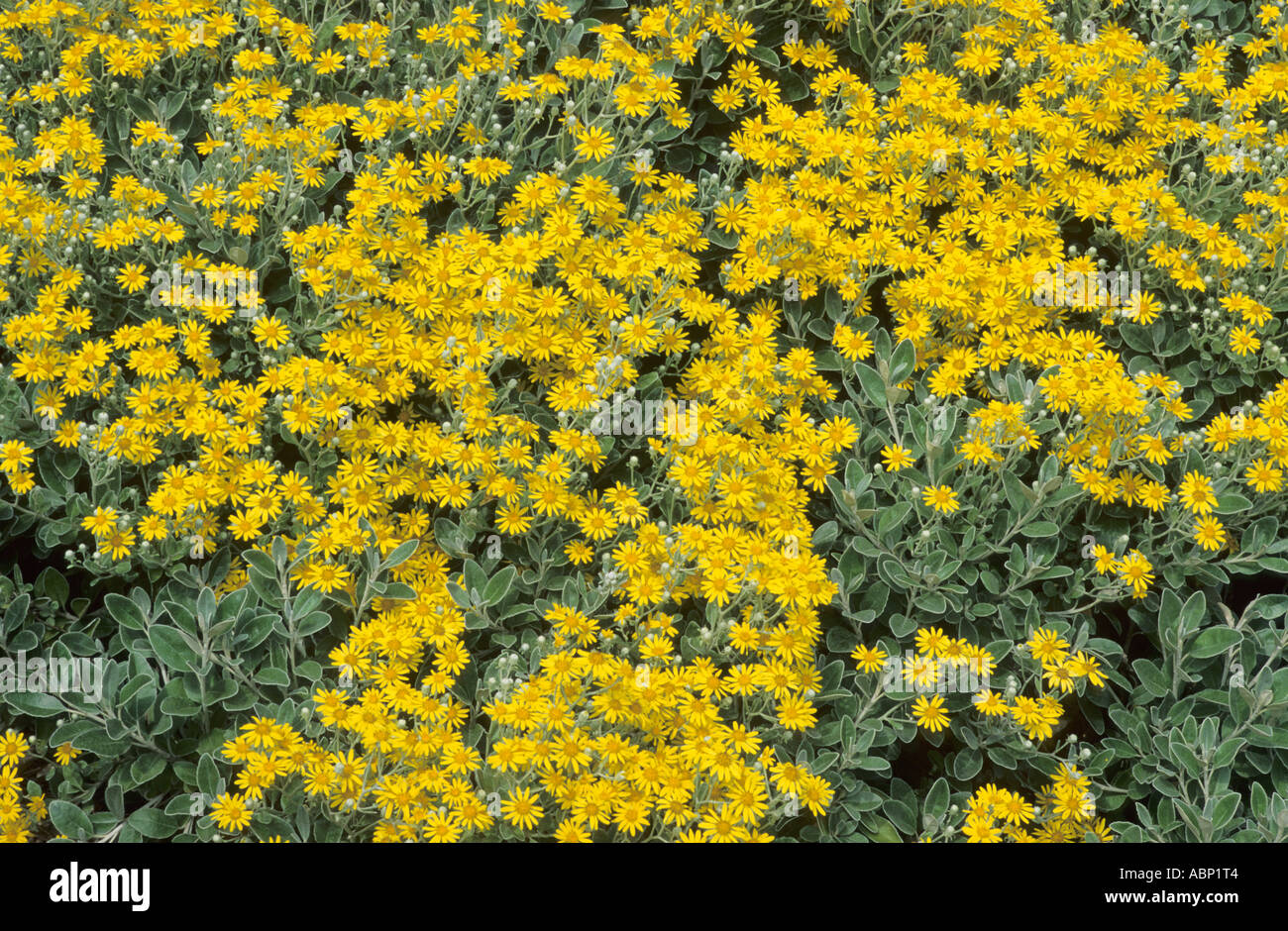 Senecio greyi syn S Sunshine Stock Photo - Alamy