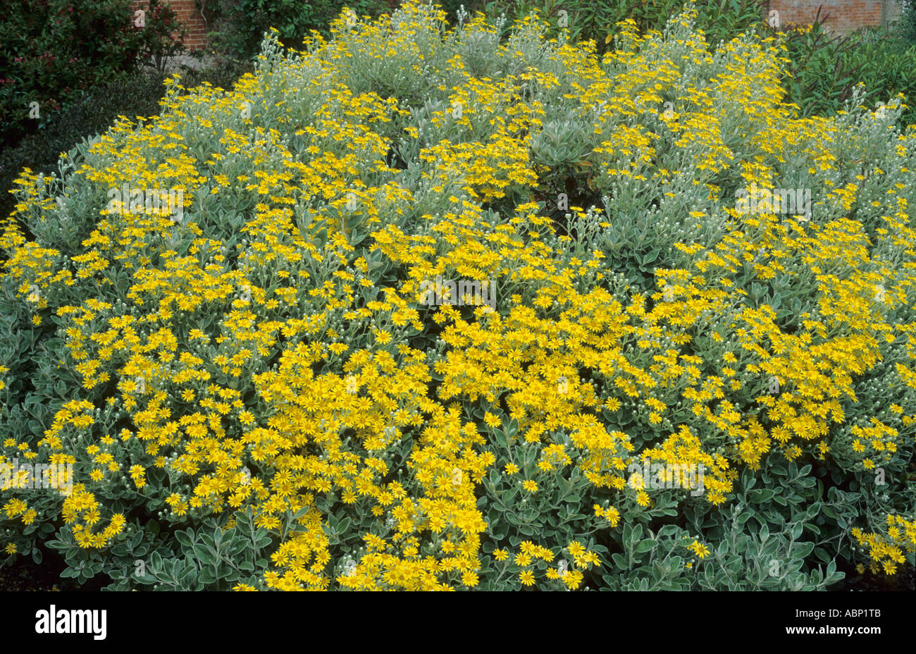 Senecio greyi hi-res stock photography and images - Alamy