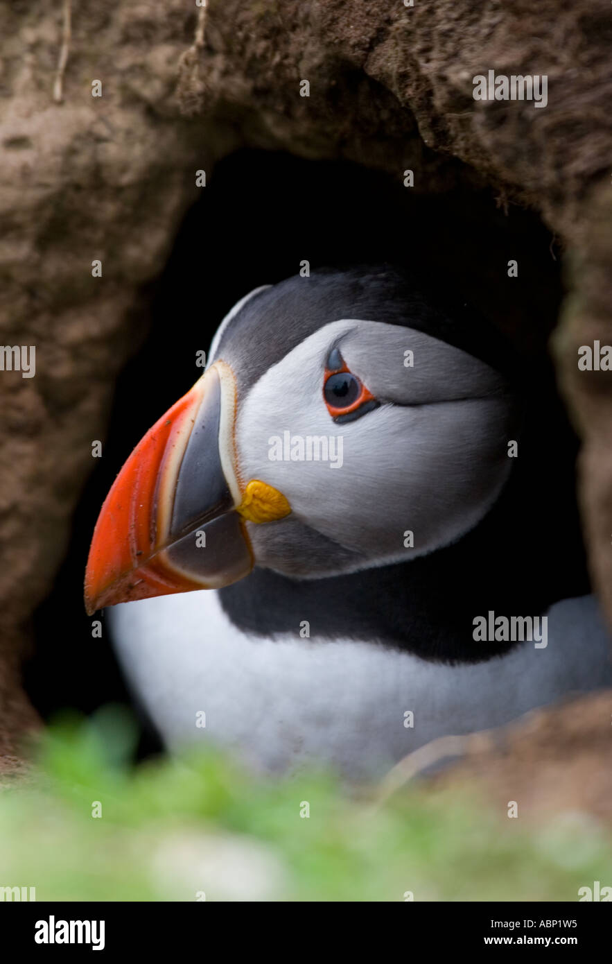 Puffin looking out of burrow hi-res stock photography and images - Alamy