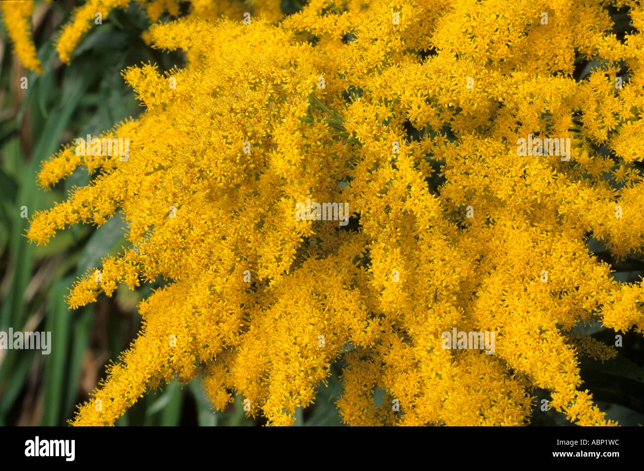 Solidago crown of rays hi-res stock photography and images - Alamy